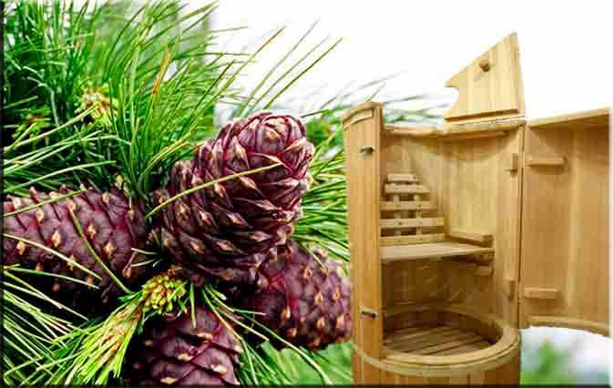 Where Did Saunas Come From? – Rebirth PRO